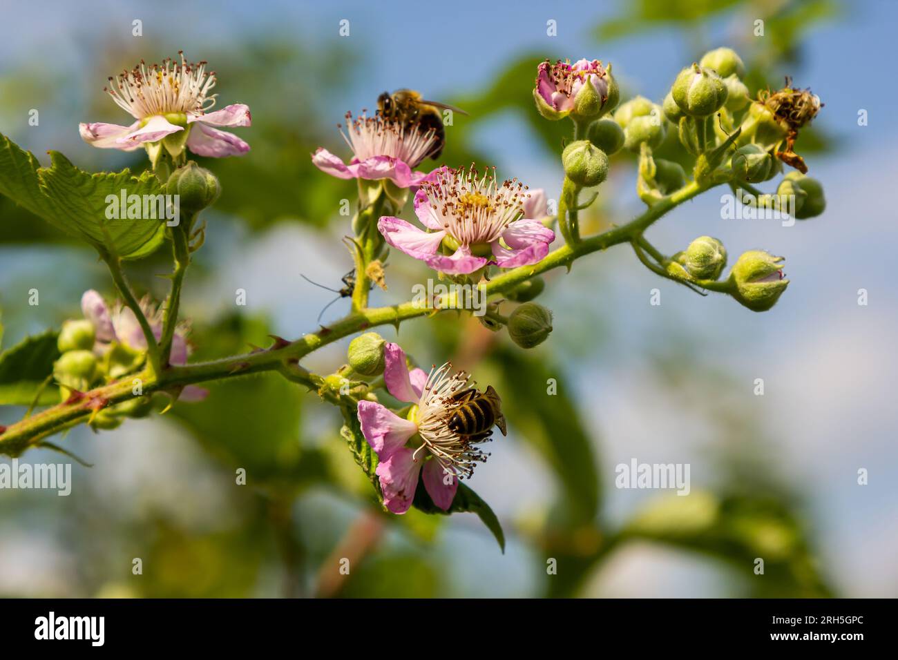 Rubus fruticosus growth hi-res stock photography and images - Alamy