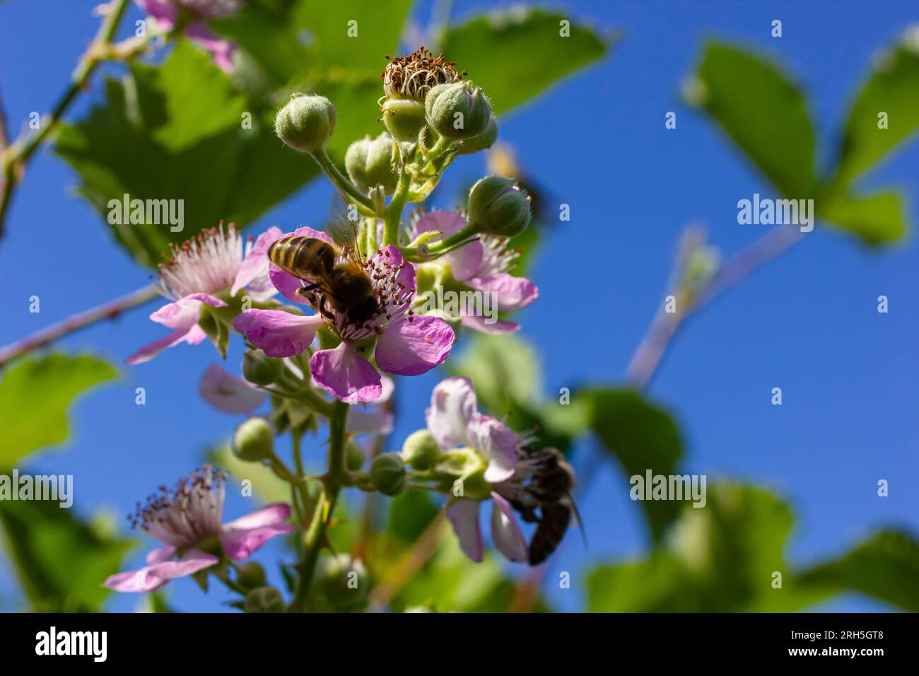 Wild blackberry spring hi-res stock photography and images - Alamy