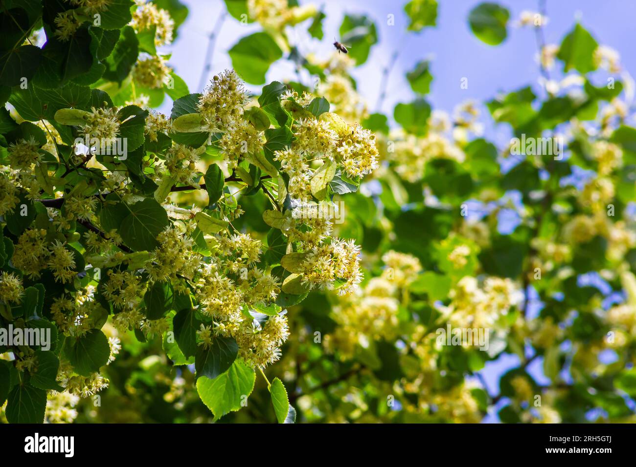 Linden tree flowers clusters tilia cordata, europea, small-leaved lime ...