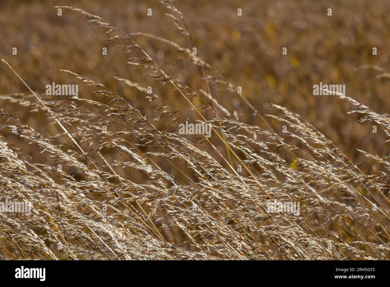 Meadow grass meadow with the tops of stele panicles. Poa pratensis ...