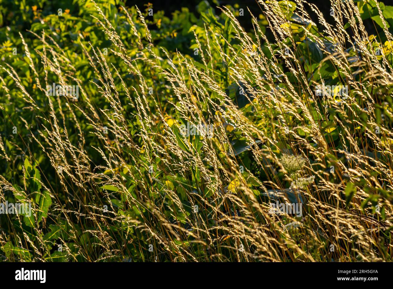 Meadow grass meadow with the tops of stele panicles. Poa pratensis ...
