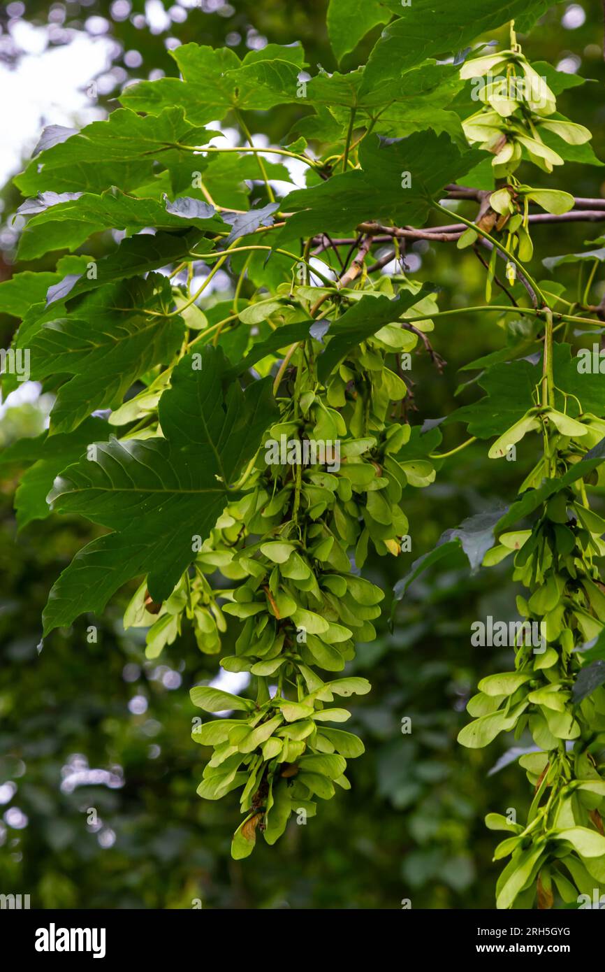 Winged seed pods hi-res stock photography and images - Alamy