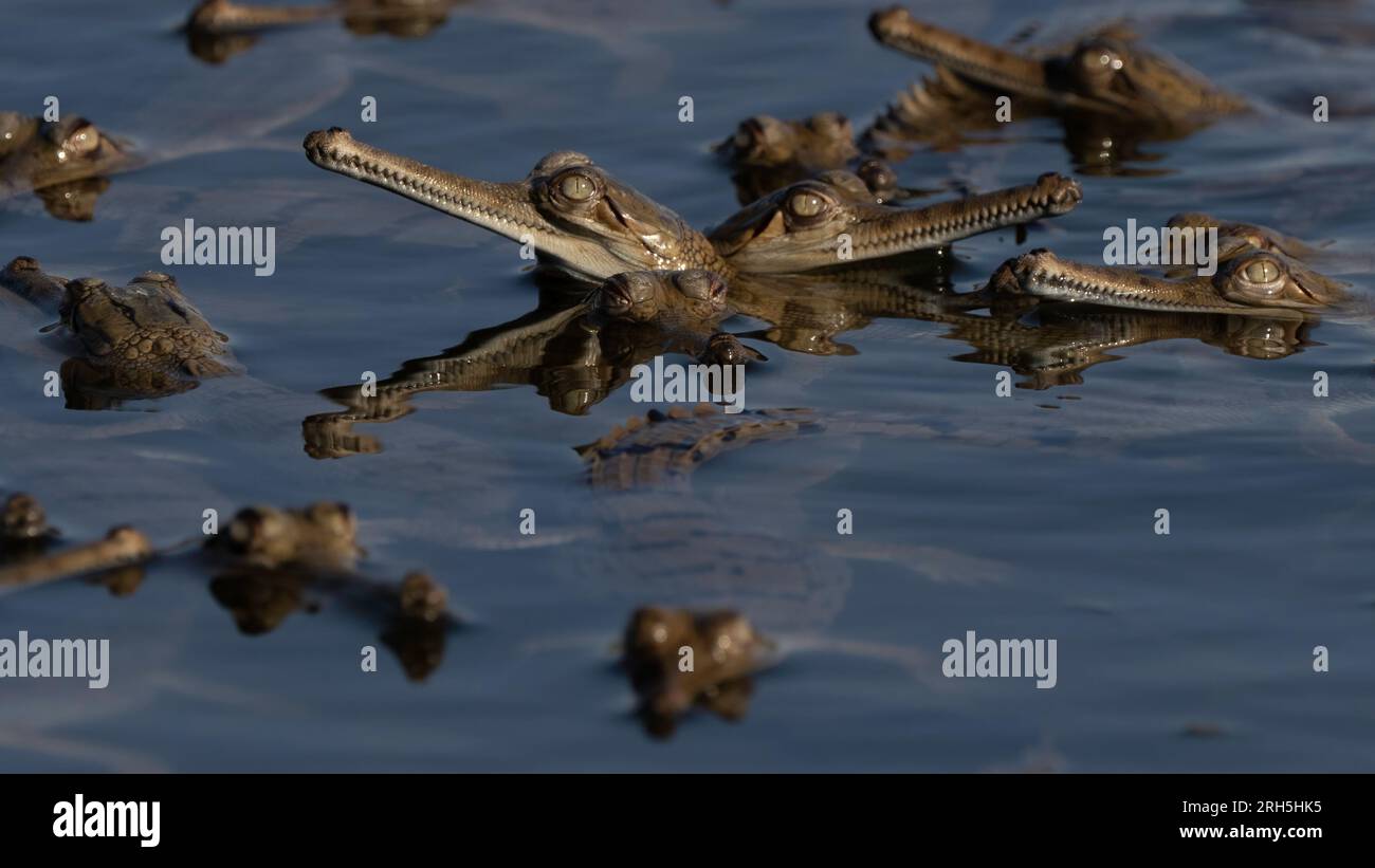 The hatchlings are experiencing a whole new world RAJASTHAN, INDIA ...