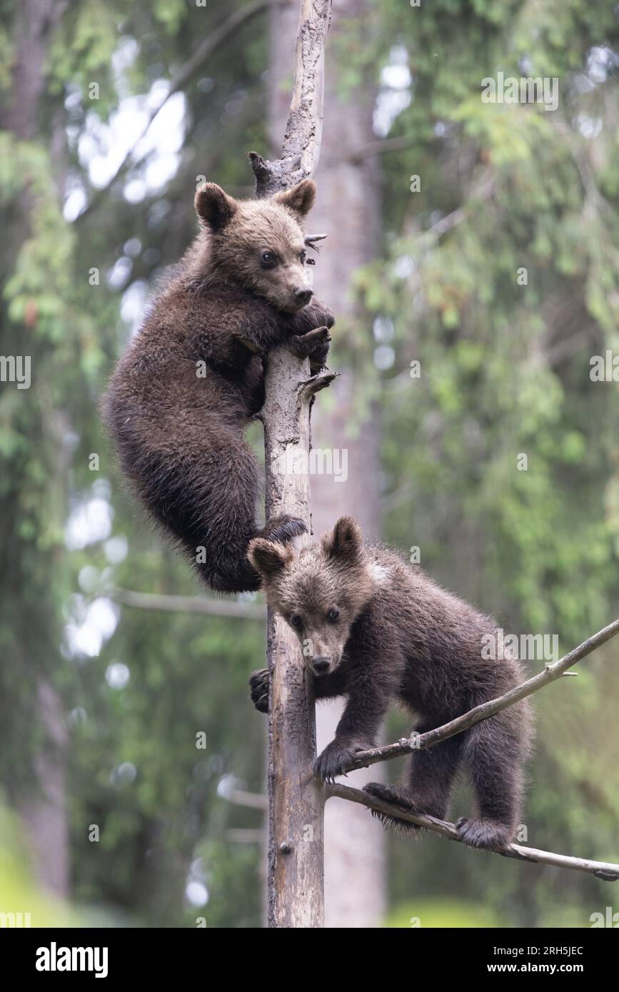 Brown bear baby cub siblings on a tree playing in a green forest Stock ...