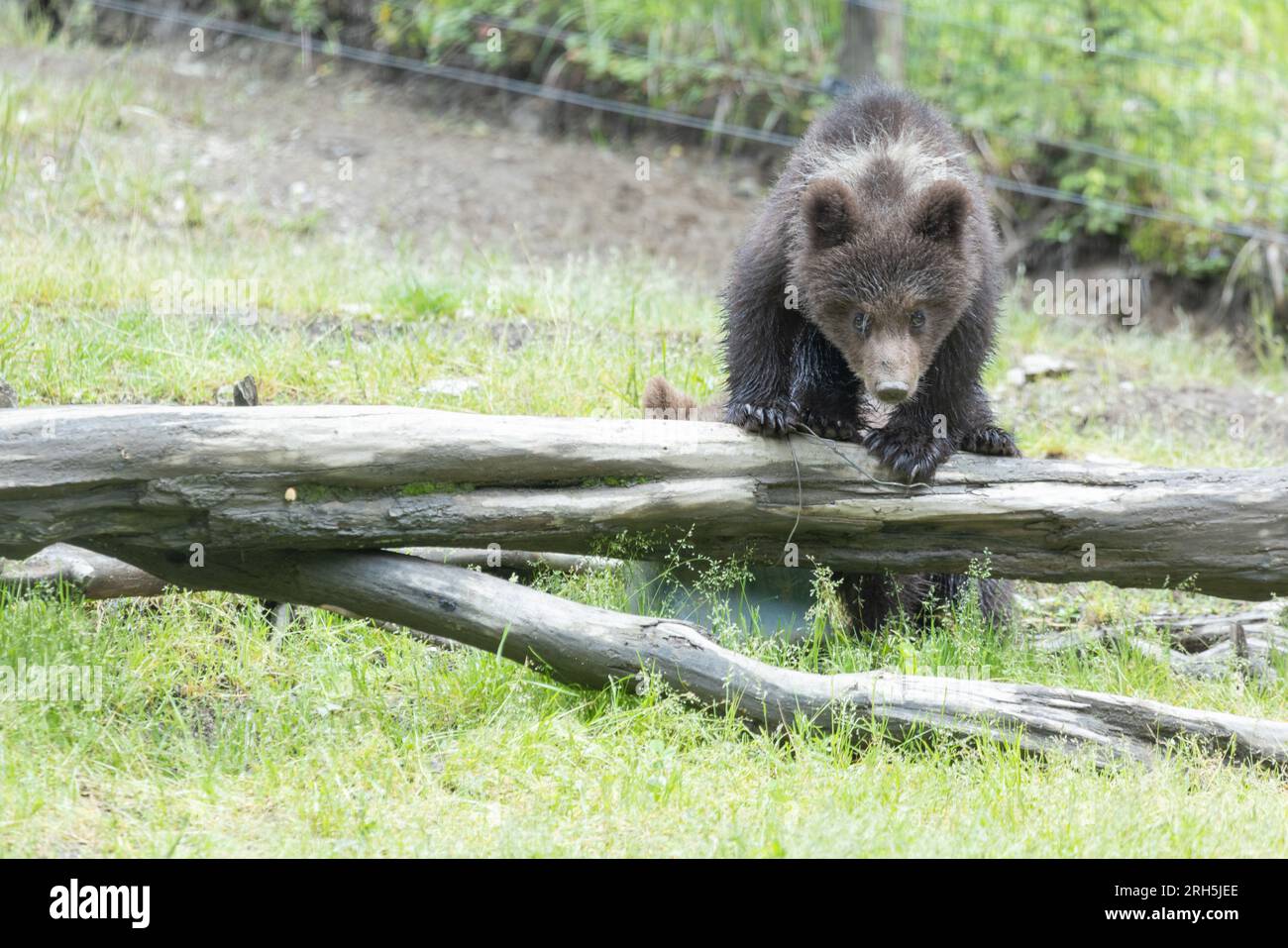 Baby brown bear hi-res stock photography and images - Alamy