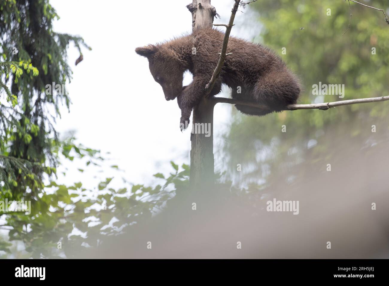 Brown baby bear cub sitting on a tree in the forest looking away Stock ...