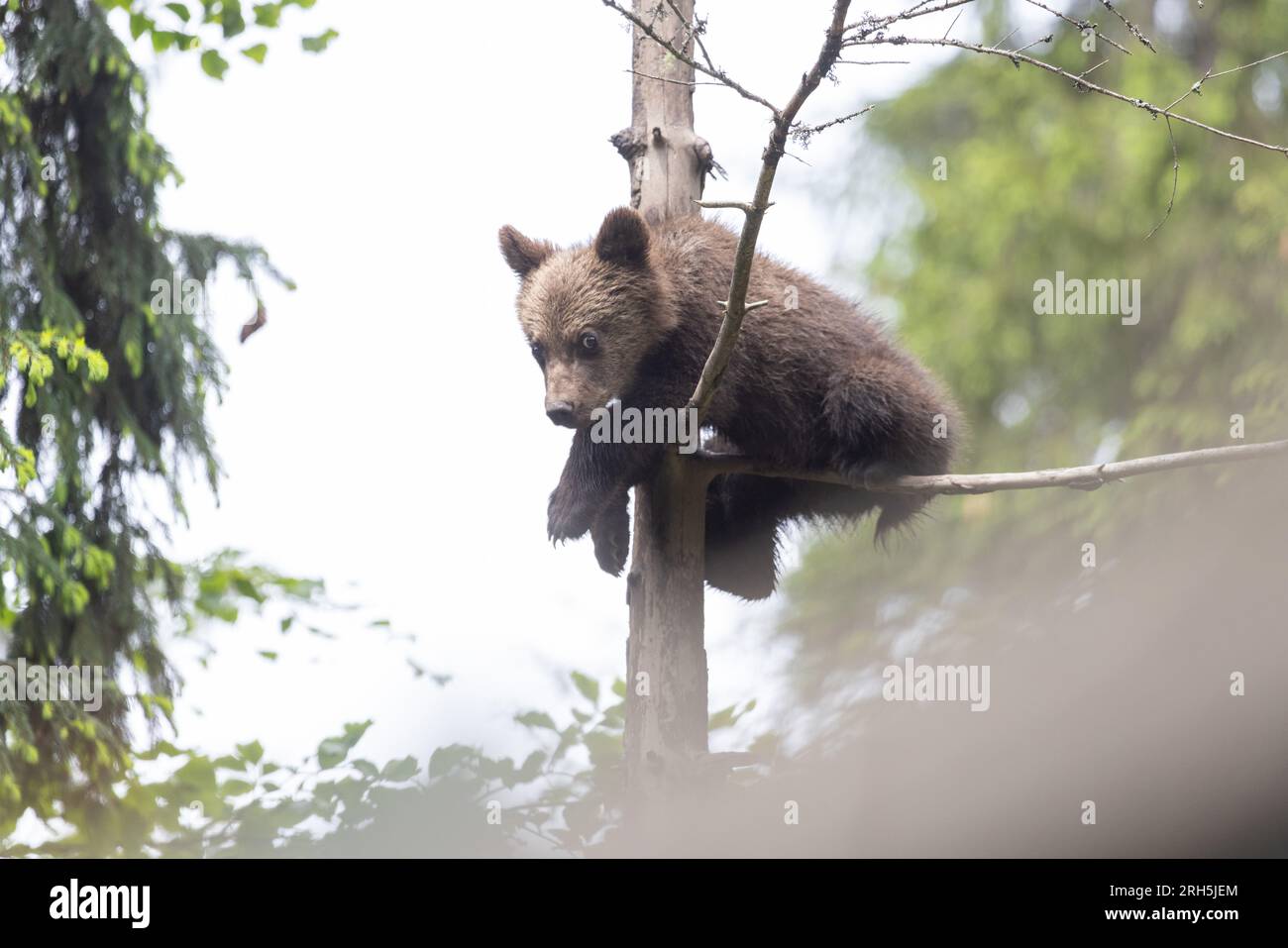 Brown baby bear cub sitting with legs crossed on a tree in the forest ...