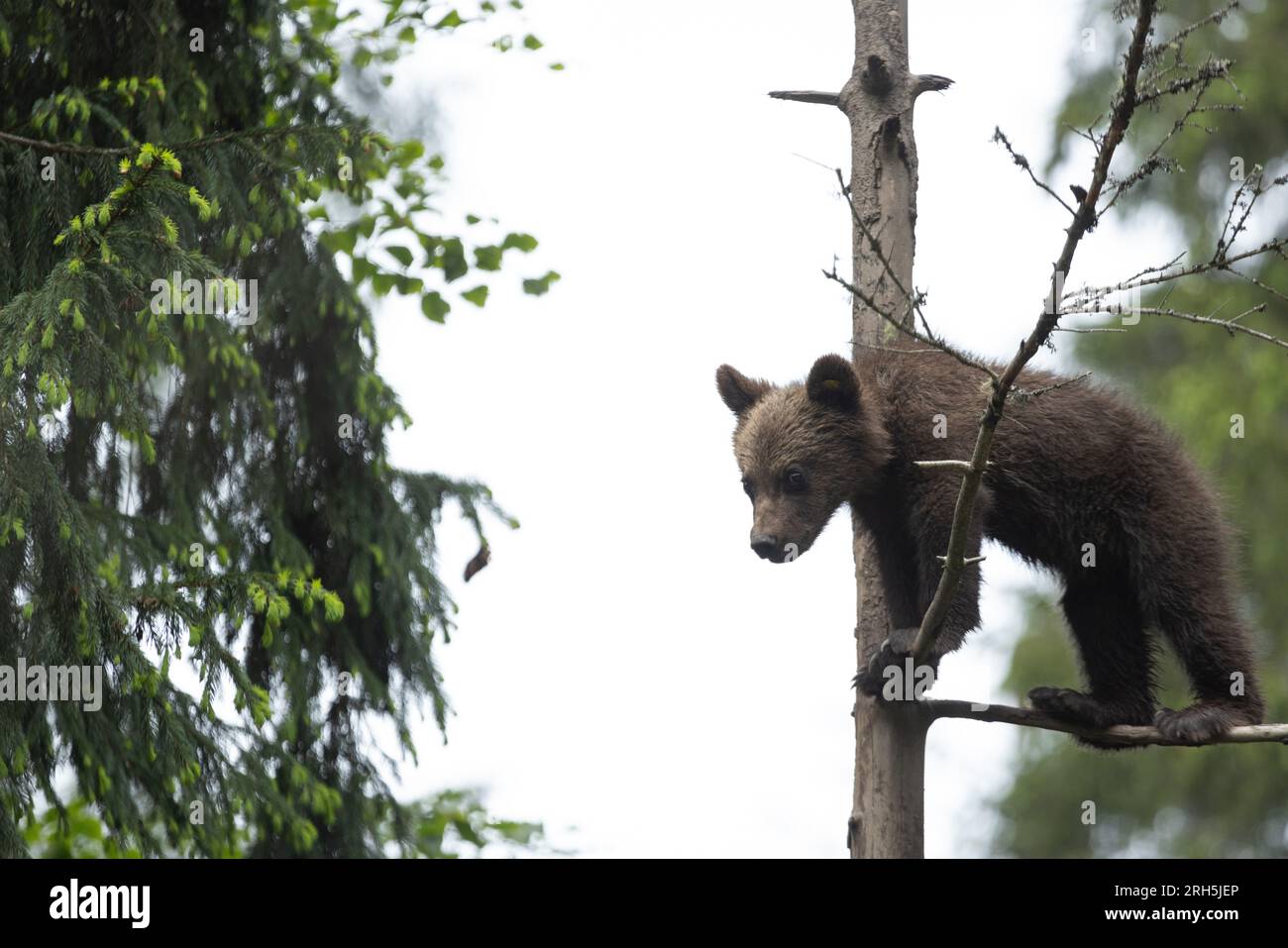 Brown baby bear cub sitting on a tree in the forest looking at the ...