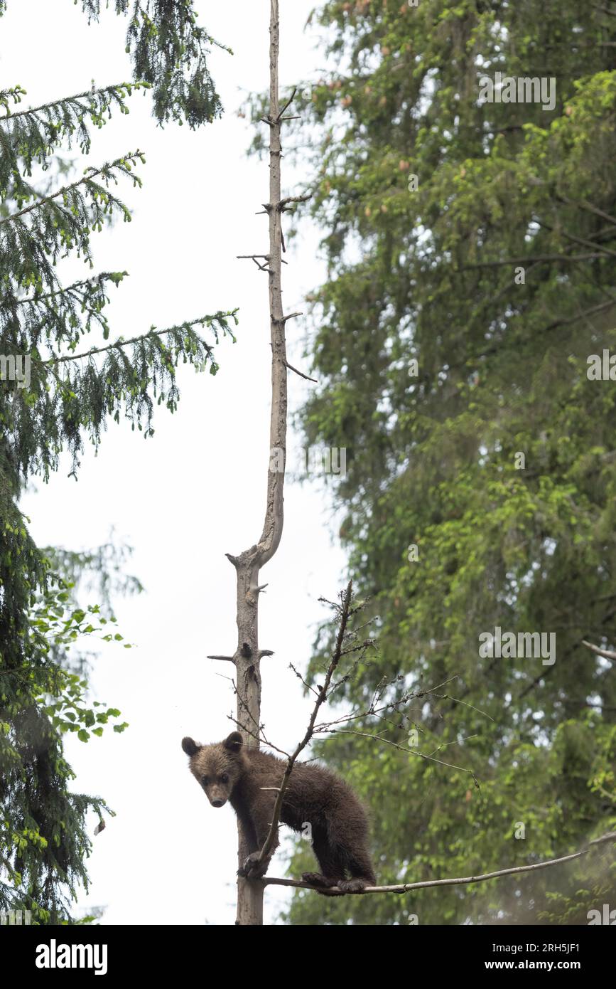 Brown bear on a tree in the summer forest sitting on a branch Stock ...