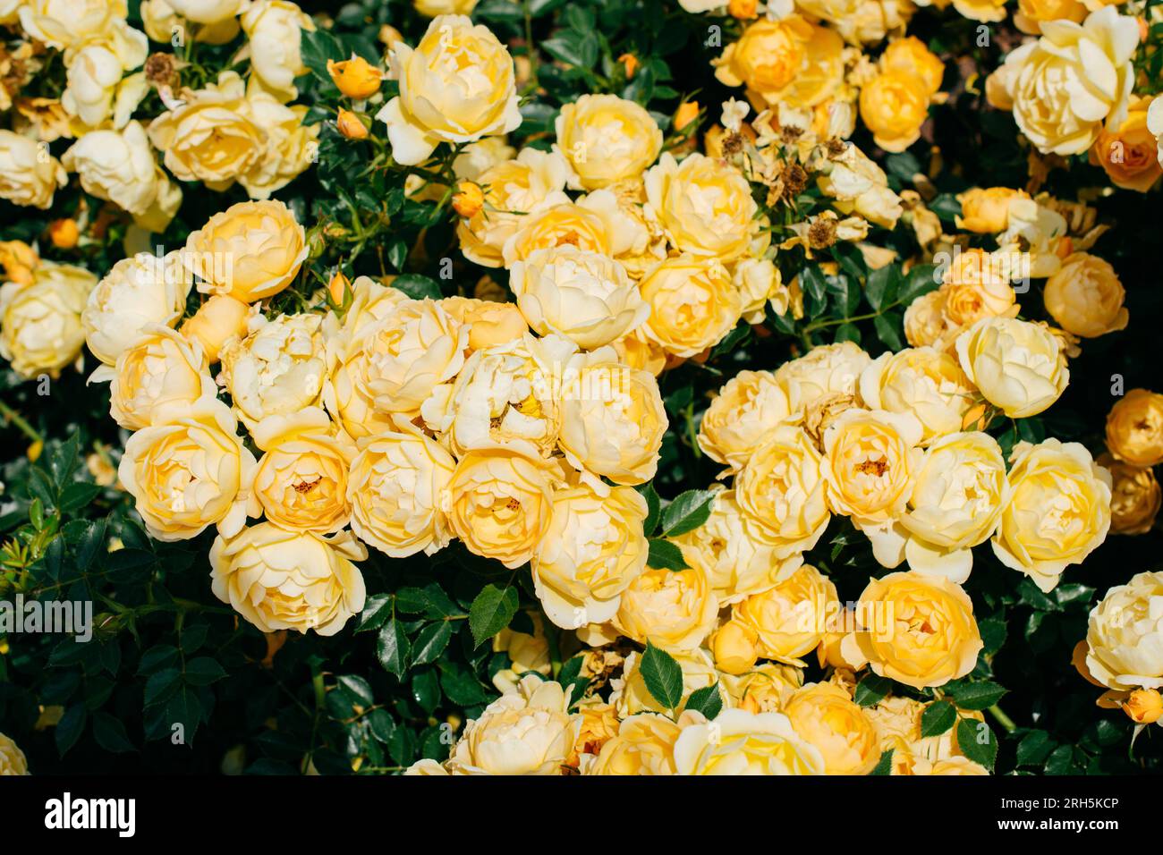 Beautiful fresh roses as a spring background Stock Photo - Alamy