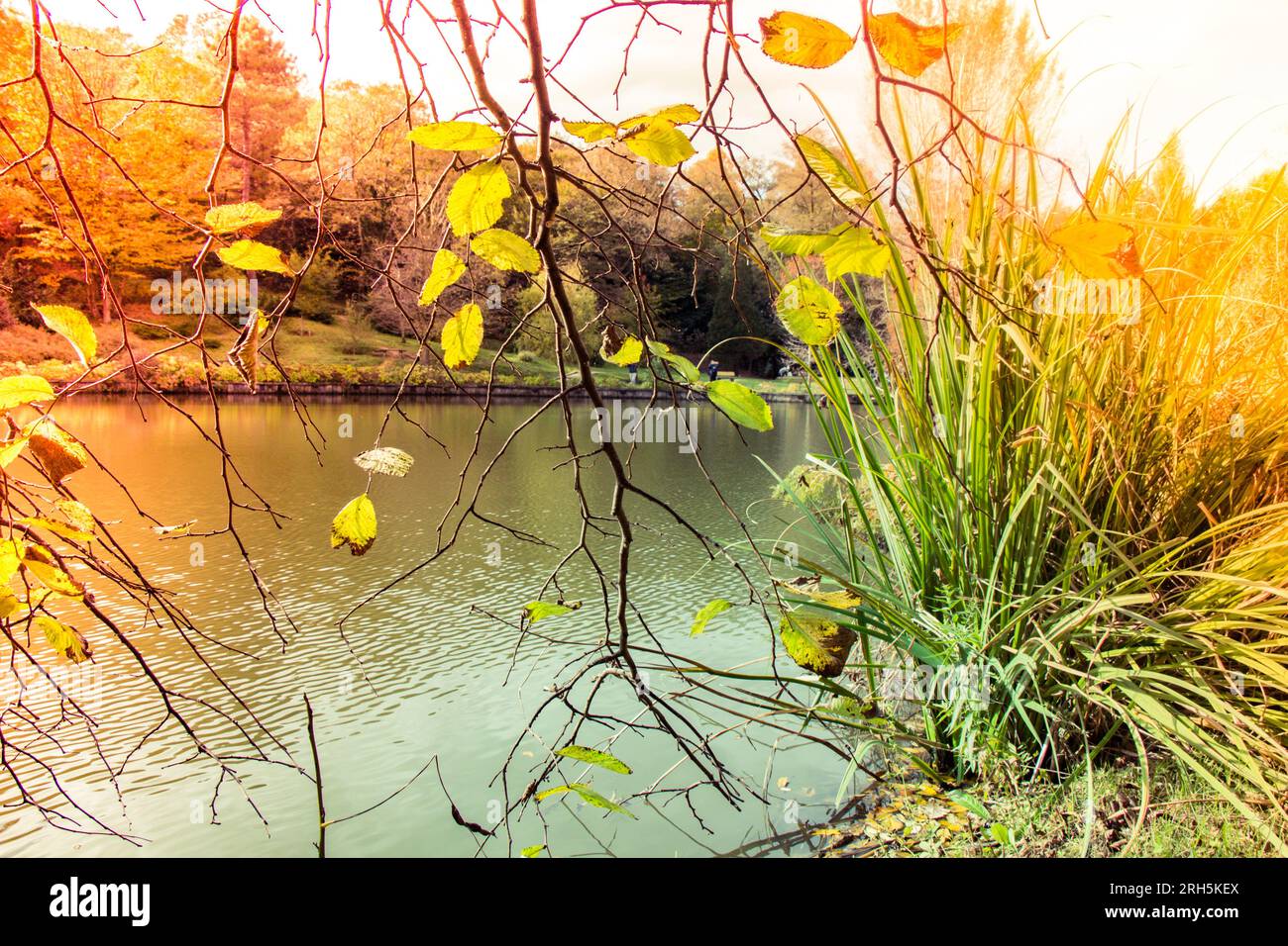 Leaf texture and background on water. Dry leaves texture Stock Photo ... Leaf texture and background on water. Dry leaves texture Stock Photo ...
