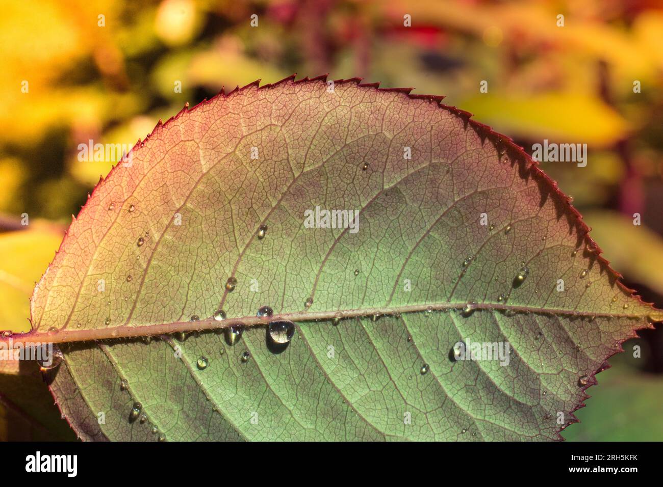 One separate green leaf with water drops Stock Photo - Alamy