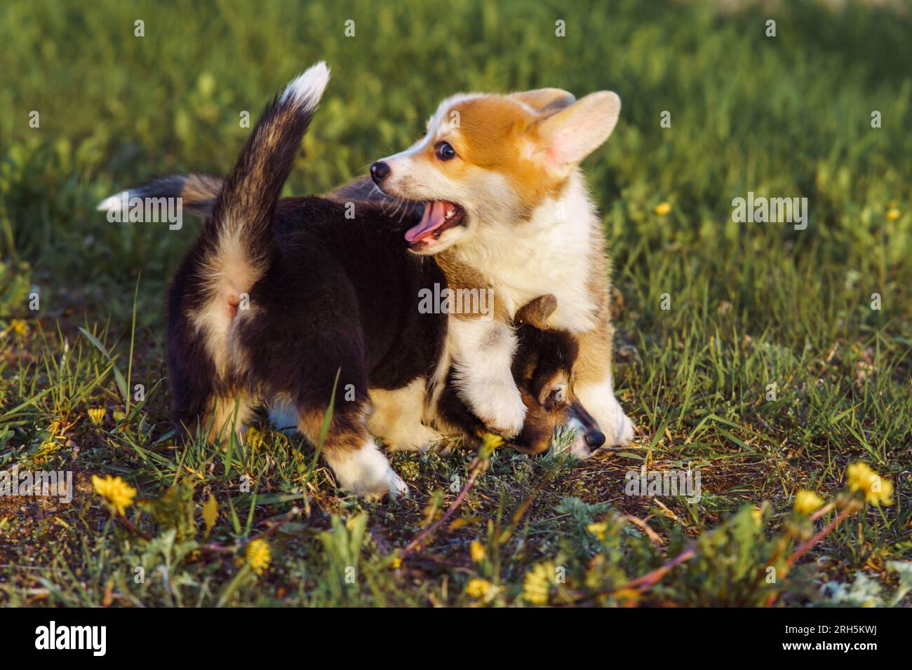 Funny Pembroke Welsh Corgi puppies playing on green lawn around yellow dandelions. Reddish white ...