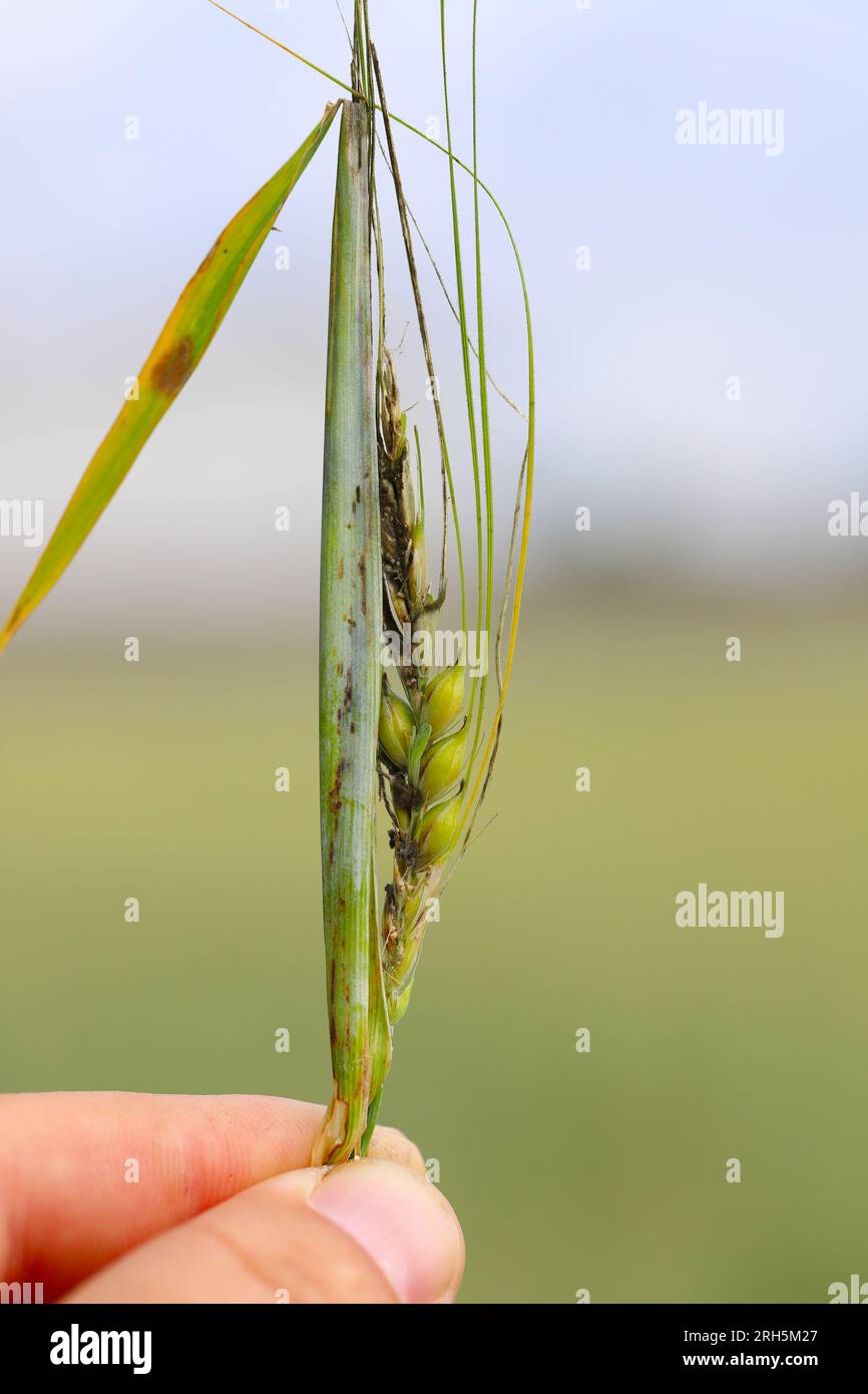 An ear of barley damaged by a moth caterpillar (Cnephasia). Secondary ...