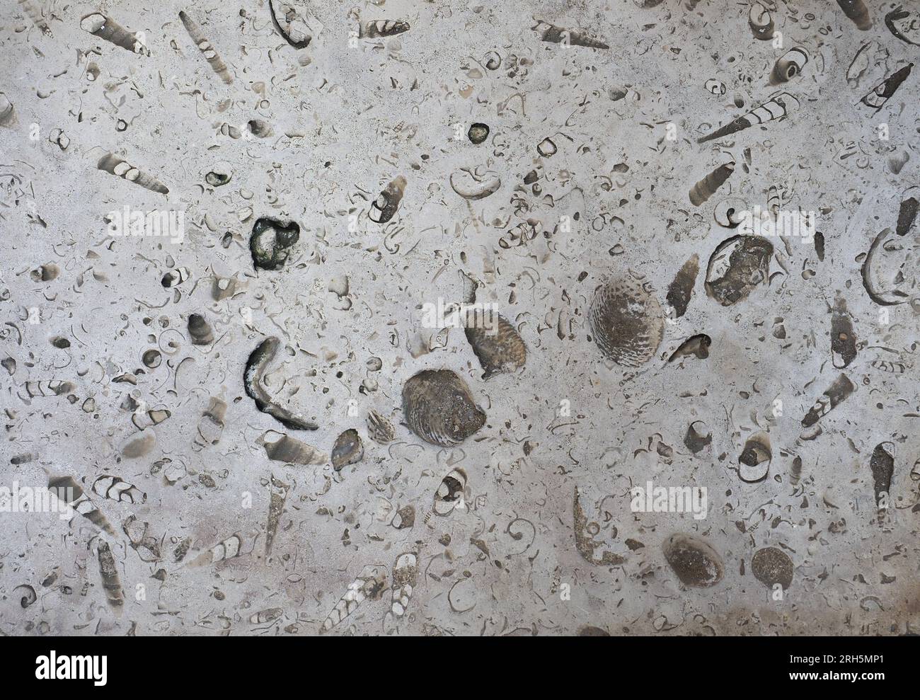 portland roach stone floor slab with fossils Stock Photo - Alamy