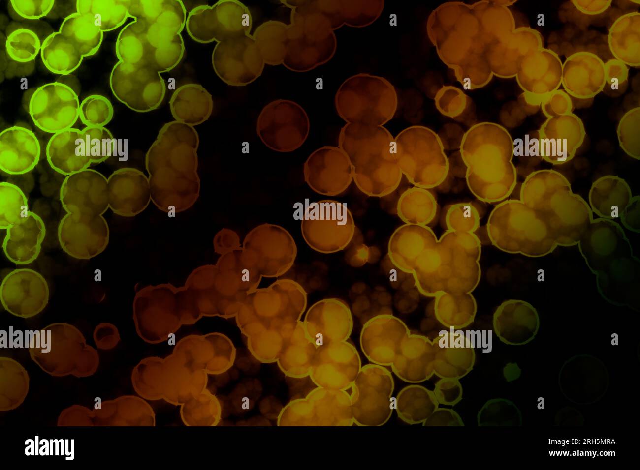 Shape of bacterial cell: cocci, bacilli, spirilla bacteria Stock Photo ...