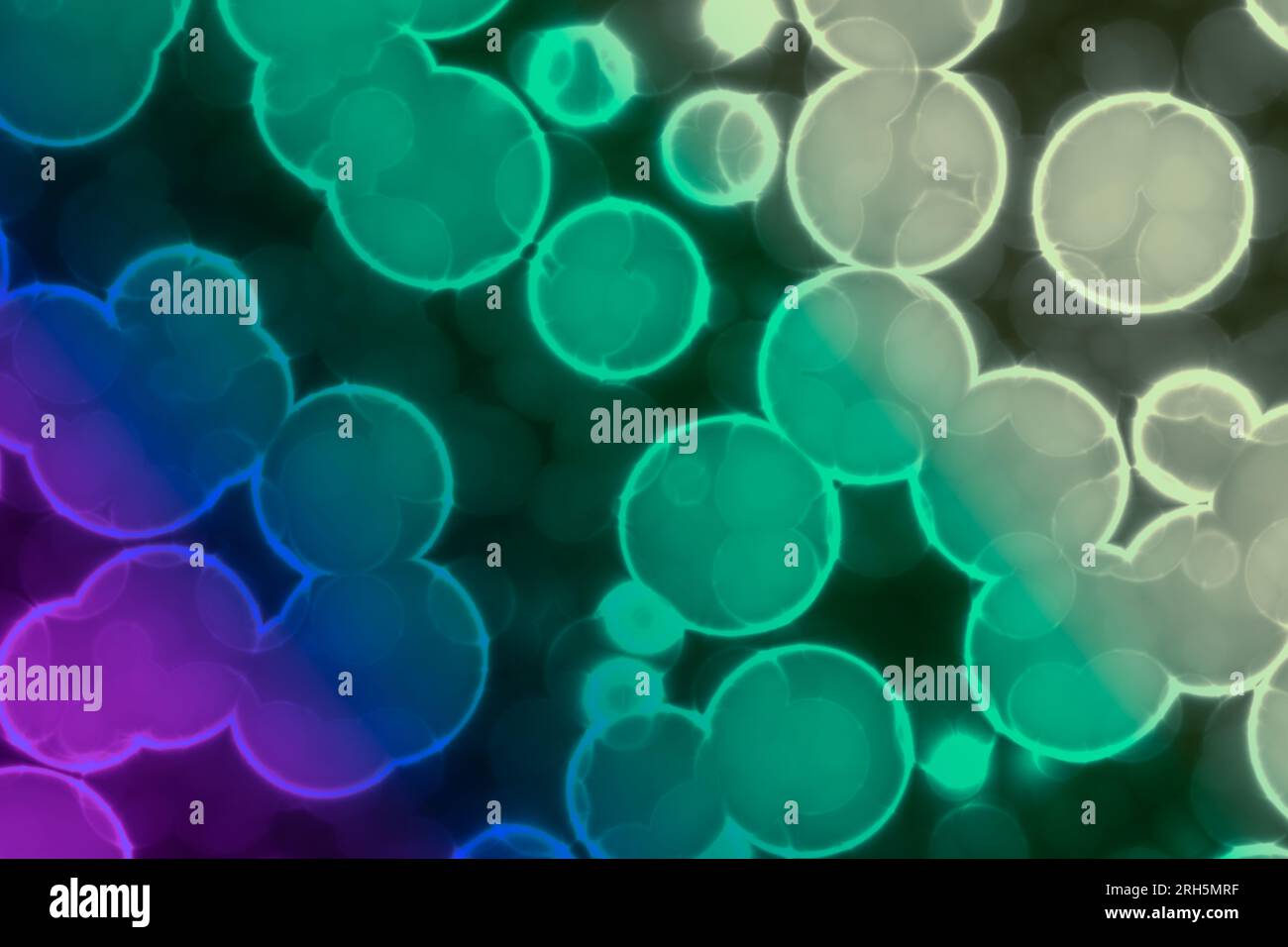 Shape of bacterial cell: cocci, bacilli, spirilla bacteria Stock Photo ...
