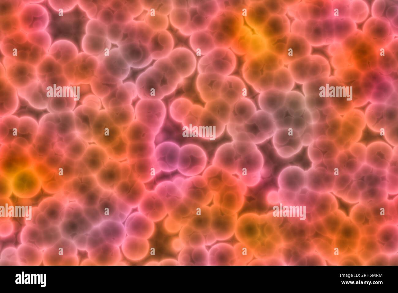 Shape of bacterial cell: cocci, bacilli, spirilla bacteria Stock Photo ...