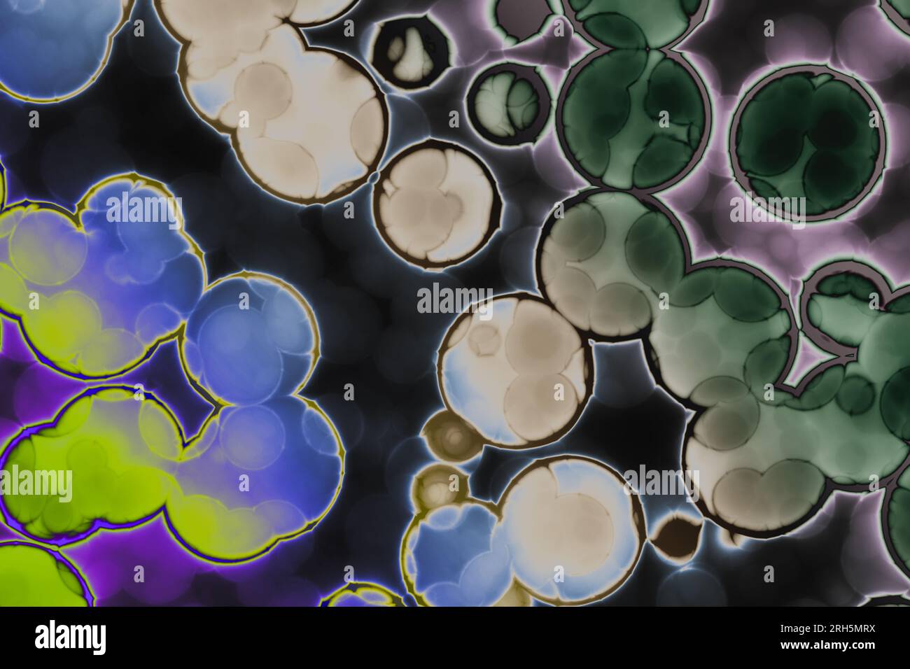 Shape of bacterial cell: cocci, bacilli, spirilla bacteria Stock Photo ...