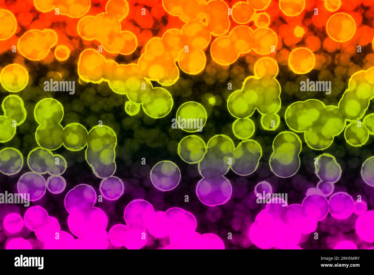 Shape of bacterial cell: cocci, bacilli, spirilla bacteria Stock Photo ...