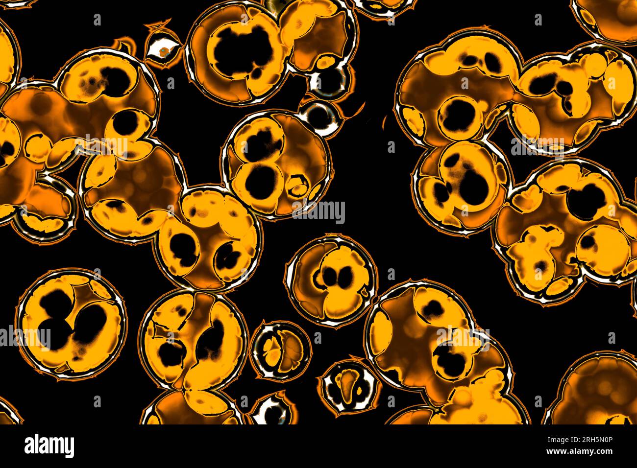 Shape of bacterial cell: cocci, bacilli, spirilla bacteria Stock Photo ...