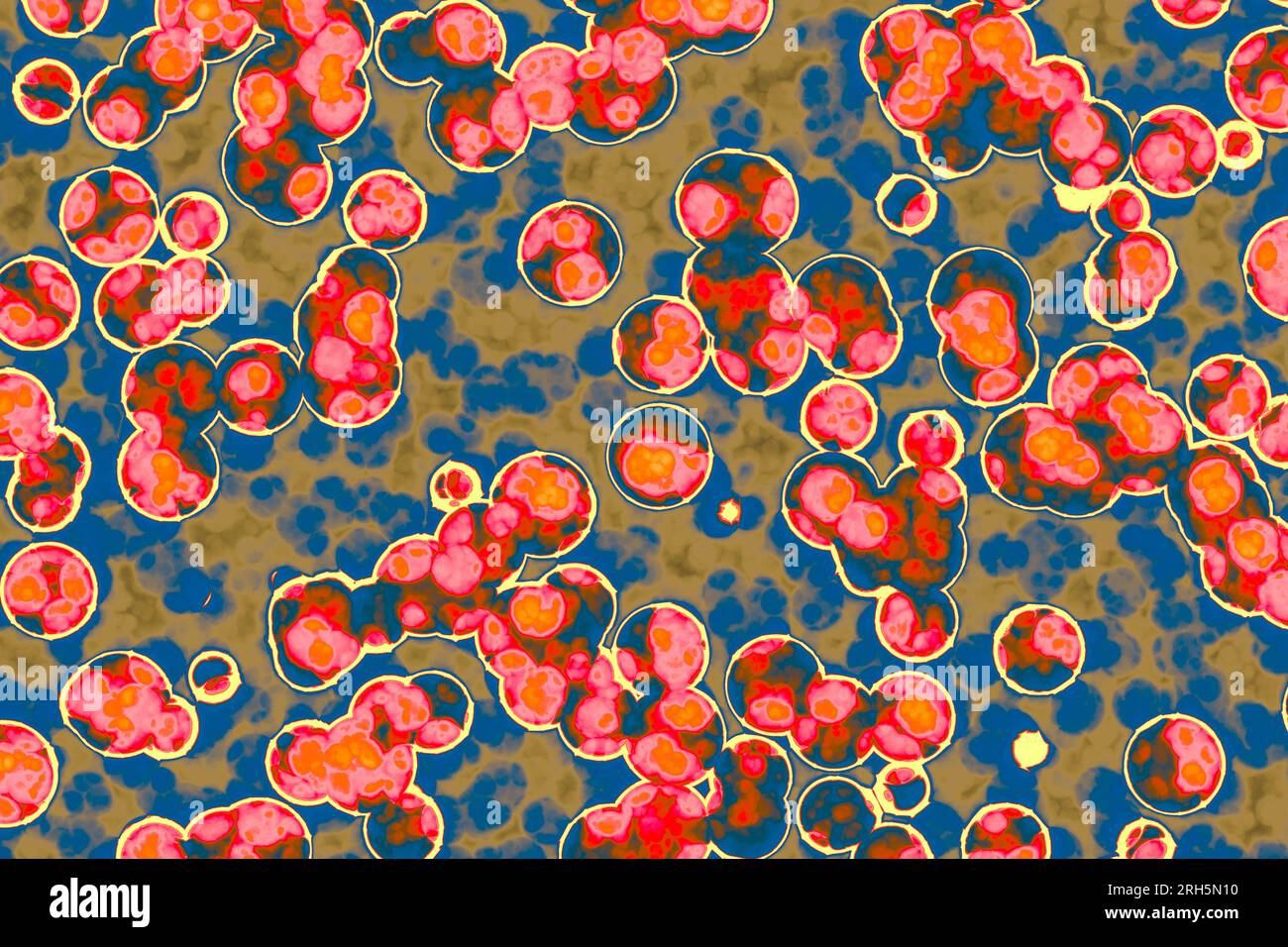 Shape of bacterial cell: cocci, bacilli, spirilla bacteria Stock Photo ...