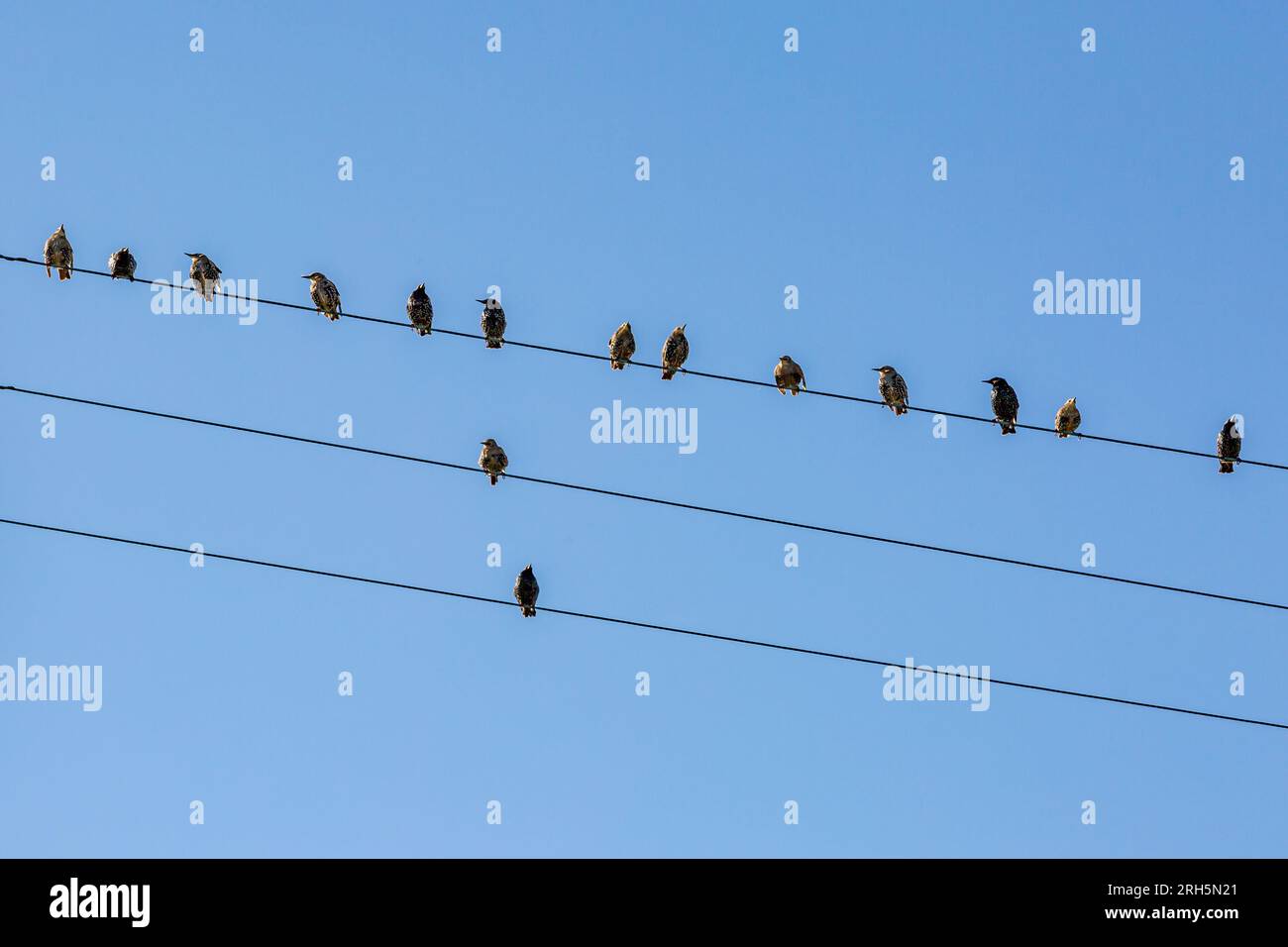 Starlings on telegraph wires with a blue sky behind Stock Photo - Alamy