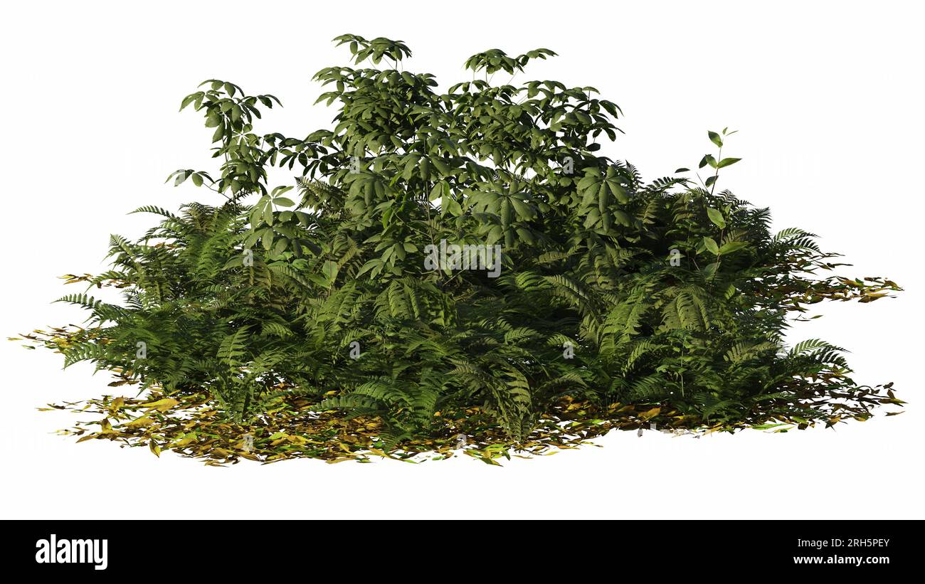 forest floor plants, coppice isolated on white background Stock Photo ...