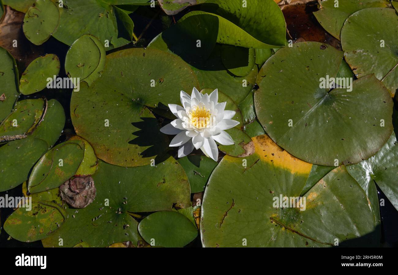 White lilly hi-res stock photography and images - Alamy