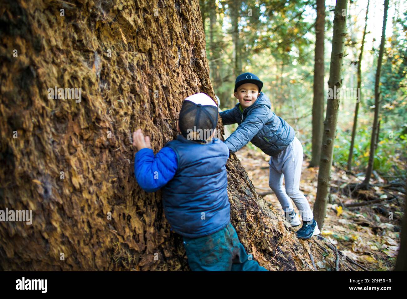 Teo young boys playing, climbing on large tree, bark Stock Photo - Alamy