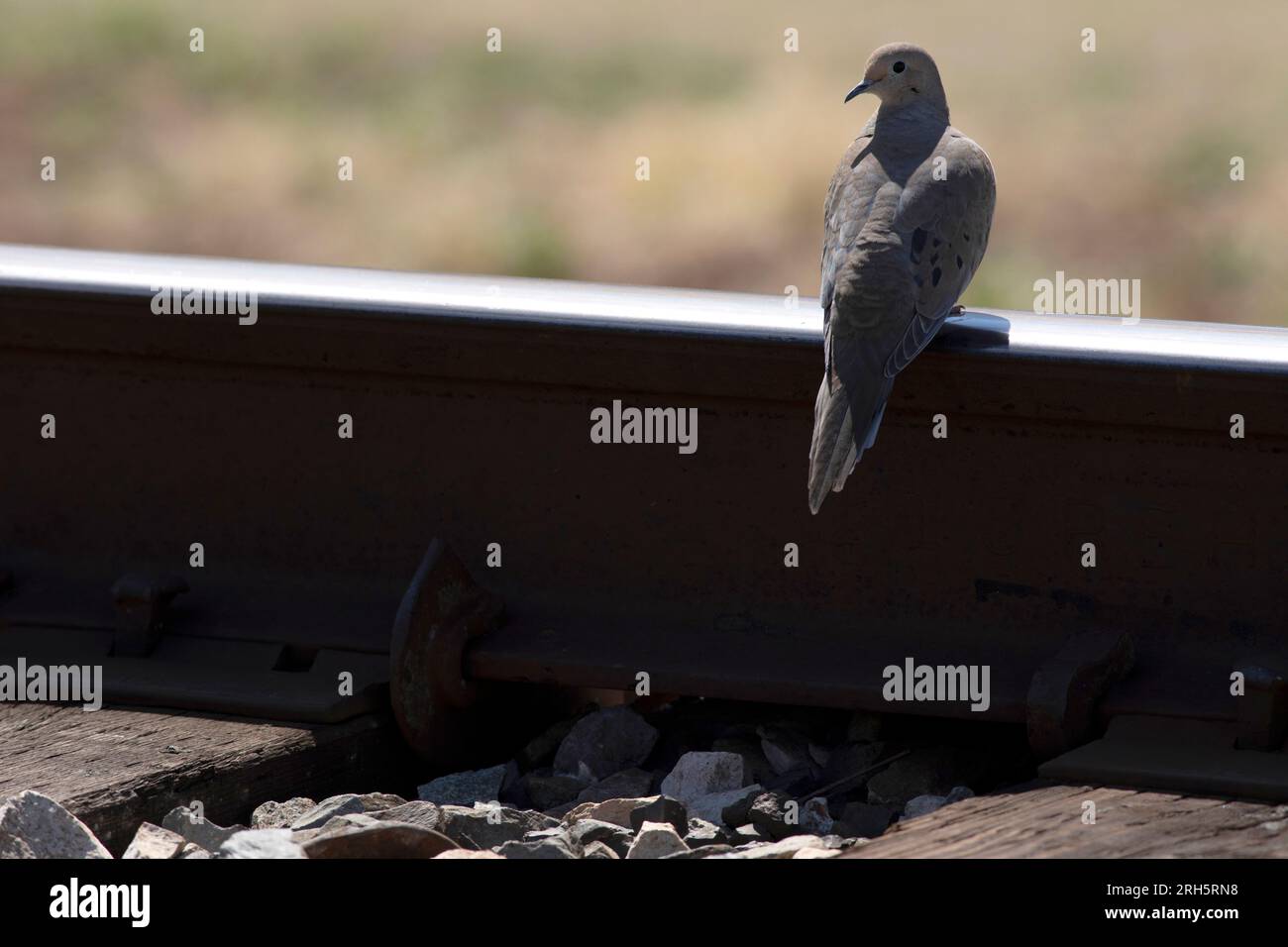 Railroad trains hi-res stock photography and images - Alamy
