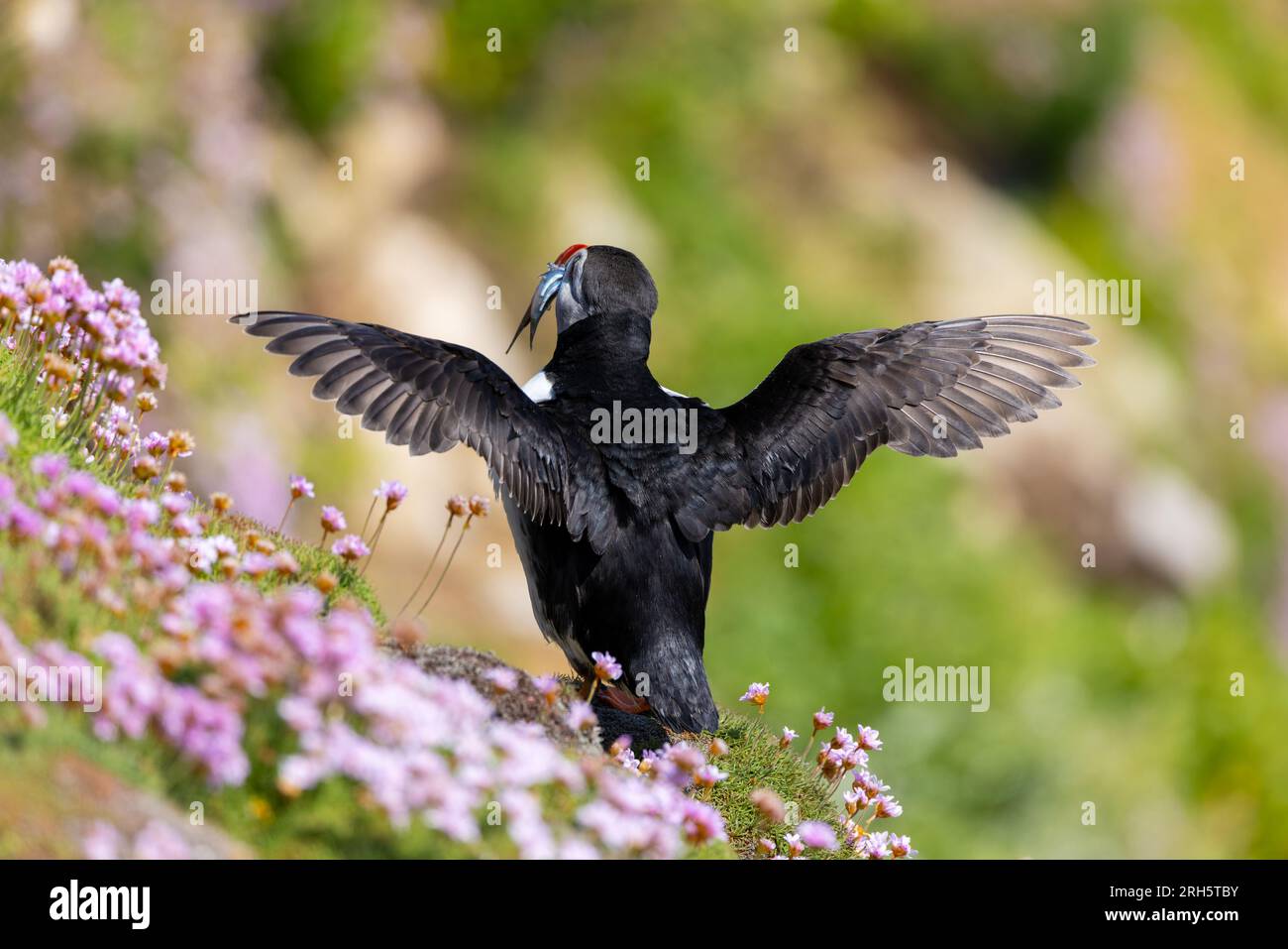 Atlantic Puffin stands on slope with wings outstretched ready to fly ...