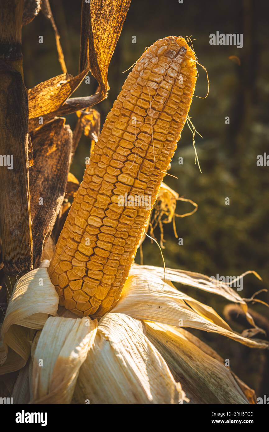Harvesting sweet corn garden hi-res stock photography and images - Alamy