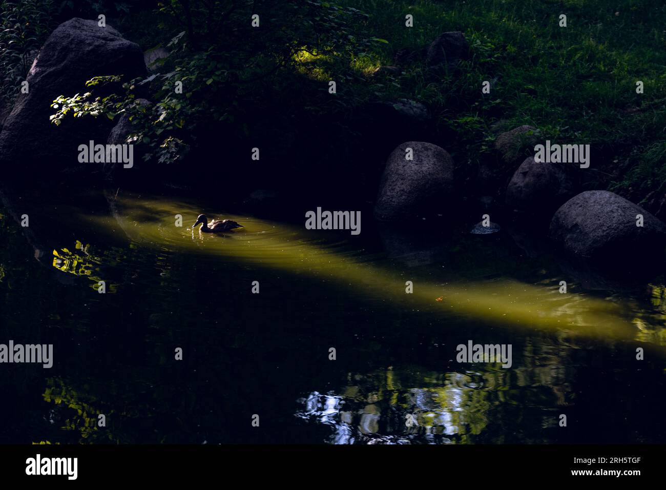 A beautiful ray of sun illuminates a duck floating on the pond Stock ...