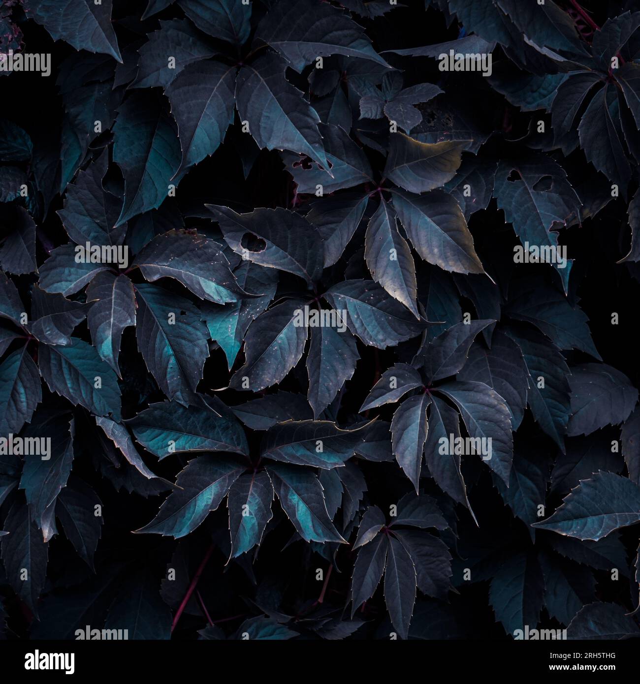 blue plant leaves in the garden, blue background Stock Photo - Alamy