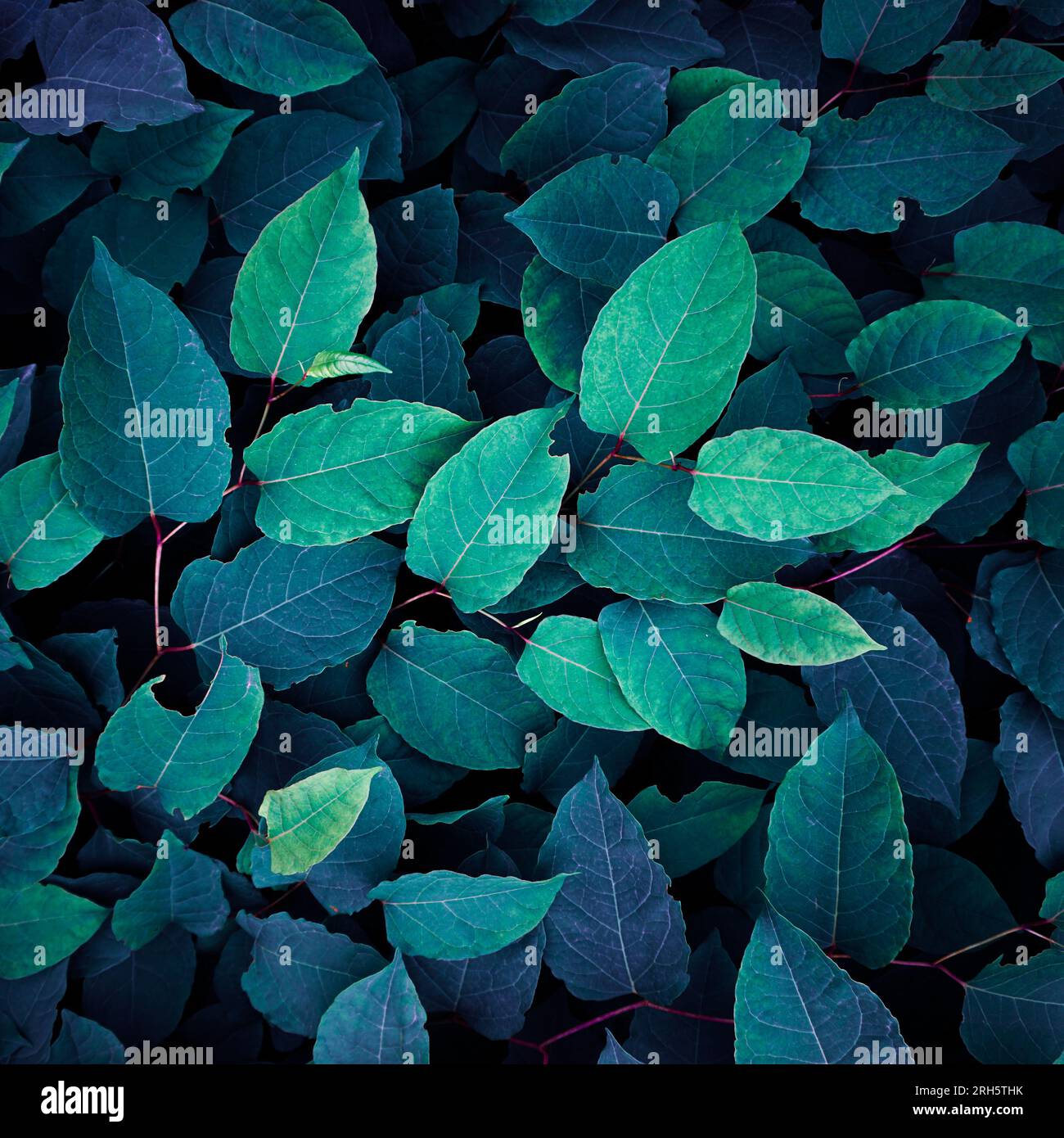 blue plant leaves in the garden, blue background Stock Photo - Alamy