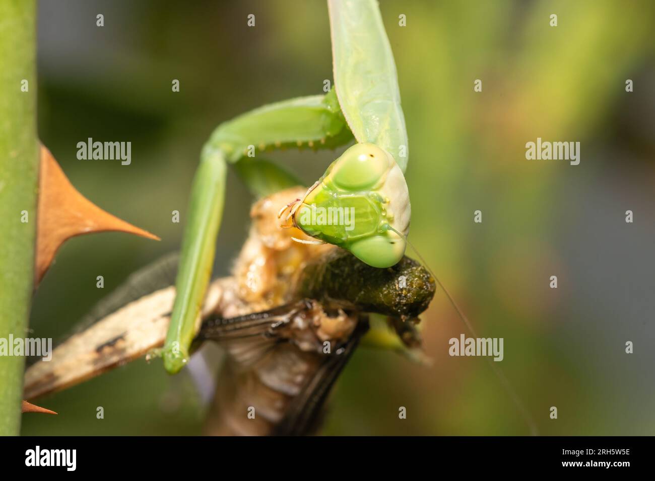 Giant Praying Mantis Eating Bird