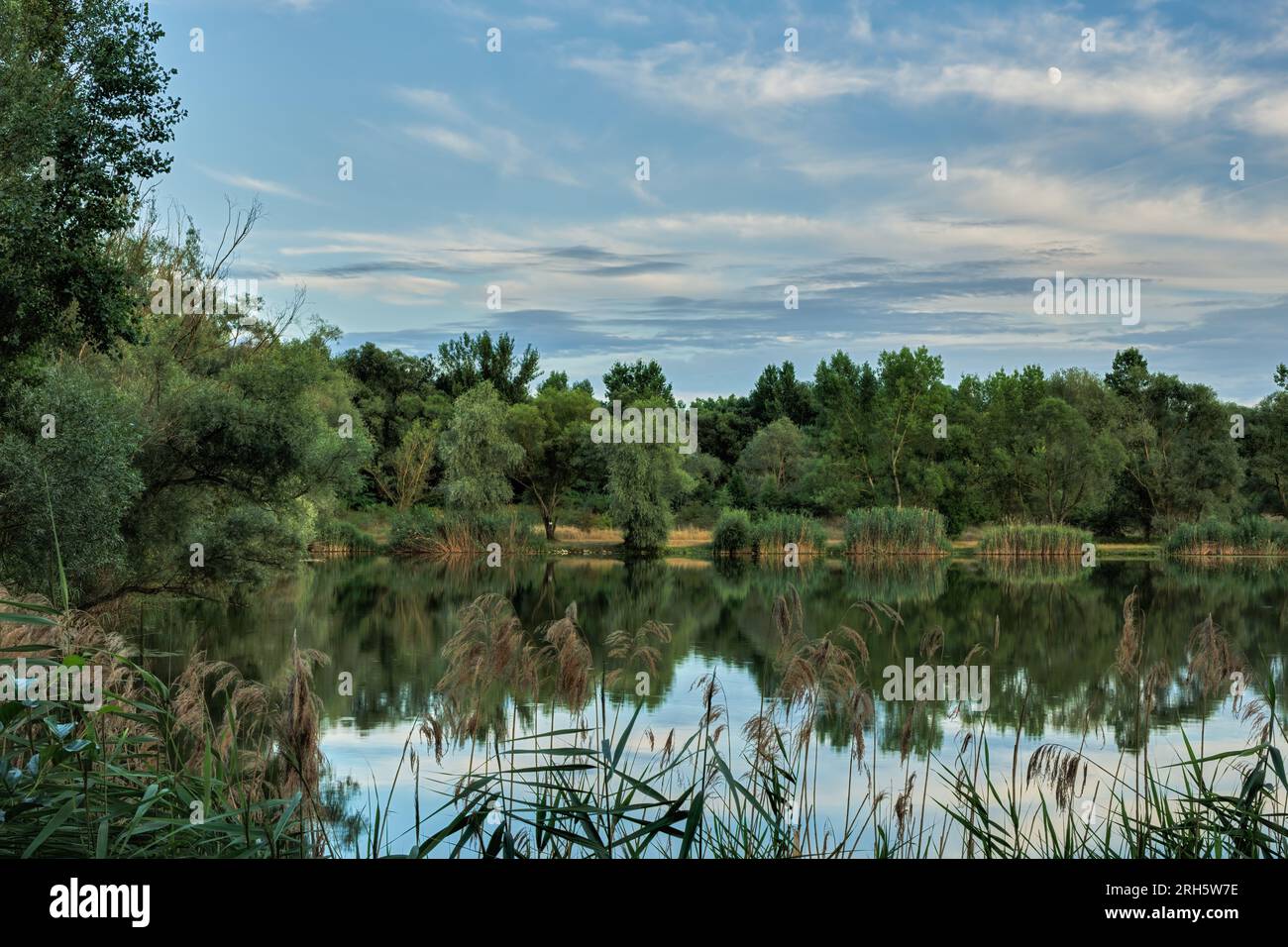 Pond with trees and tall grass. Small moon in the blue sky with clouds ...