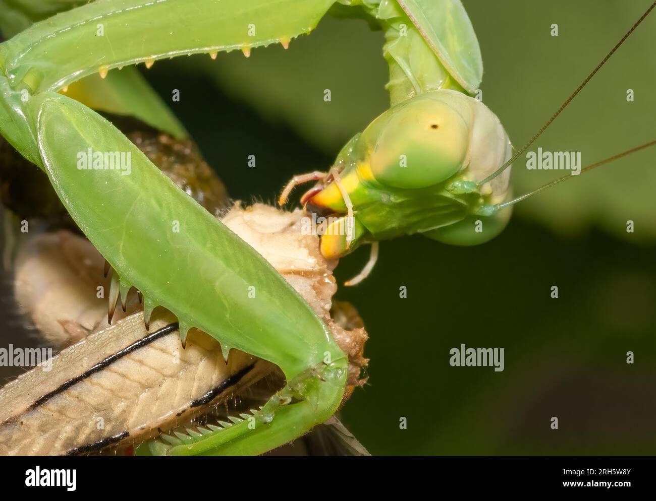 Cicada mantis hi-res stock photography and images - Alamy