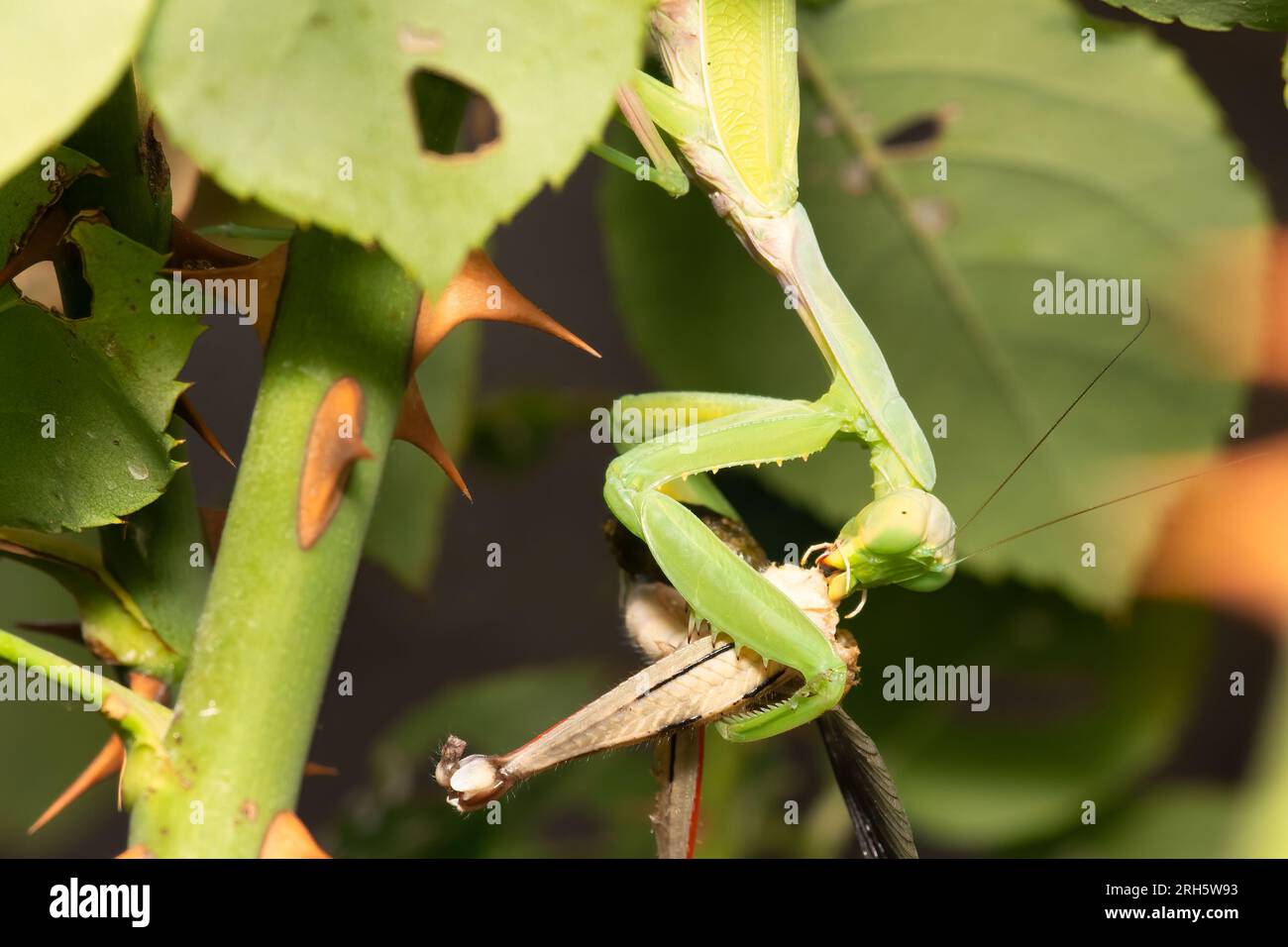 Close up of a praying mantis eating a cicada Stock Photo - Alamy