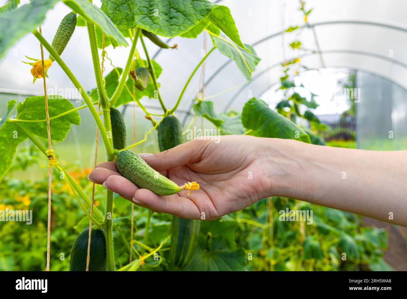 farmer harvesting fresh cucumbers in the greenhouse. man picking a ...