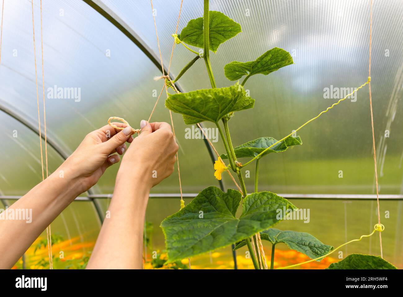 farmer tying up cucumbers in a greenhouse. tying cucumbers. growing ...