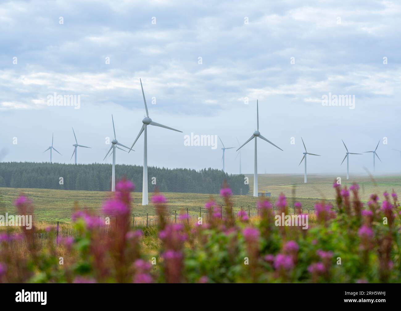 Soutra, UK. 14th Aug, 2023. Sutra Wind Farm, Scottish Borders. Wind ...