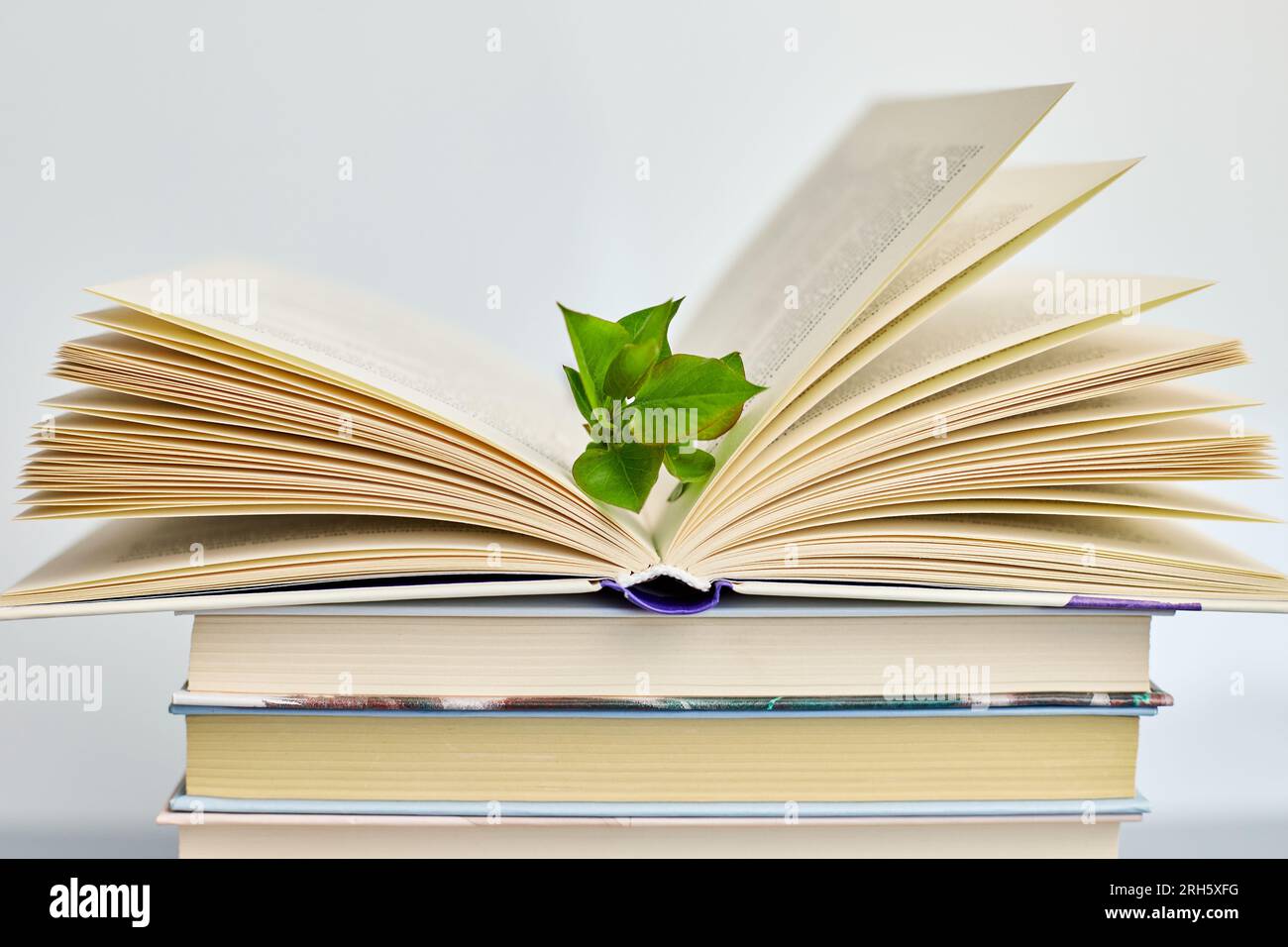 Stack of books with branch green leaves, World book day, knowledge and ...