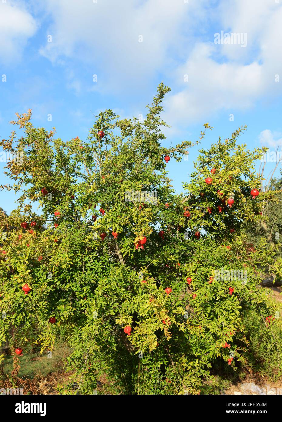 A Pomegranate tree in the Moonheim park in TIrat Carmel, Israel Stock ...