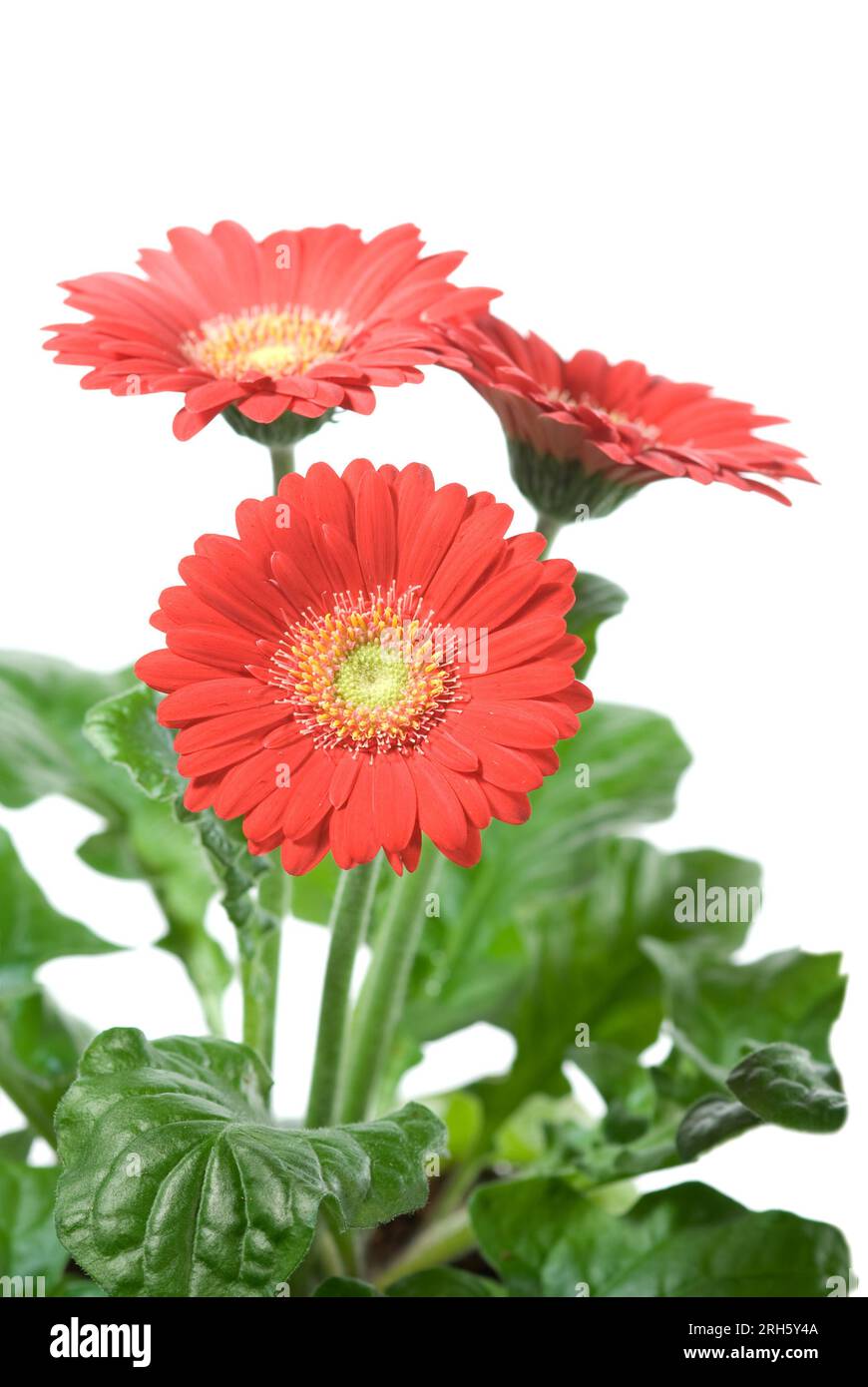 Red gerbera daisy flower plant on white Stock Photo - Alamy