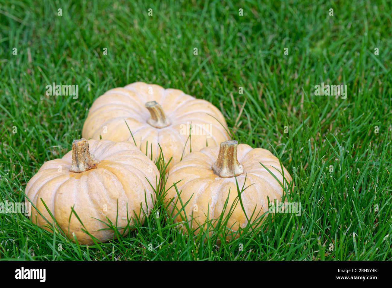 Grass vegetarian hi-res stock photography and images - Alamy