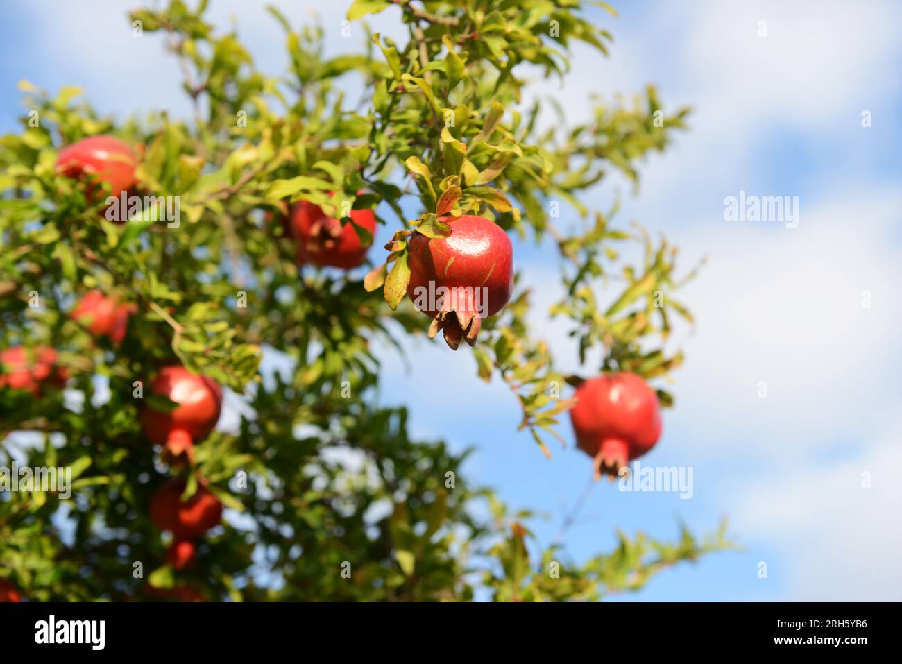 A Pomegranate tree in the Moonheim park in TIrat Carmel, Israel Stock ...