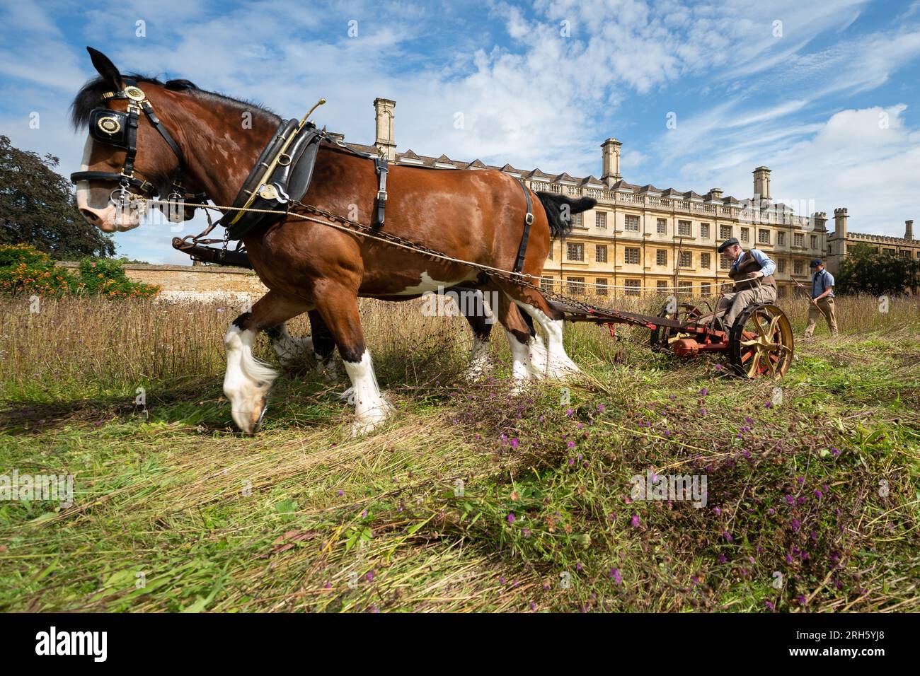 David Lawless working with shire horses Bryn and Cosmo to harvest the ...