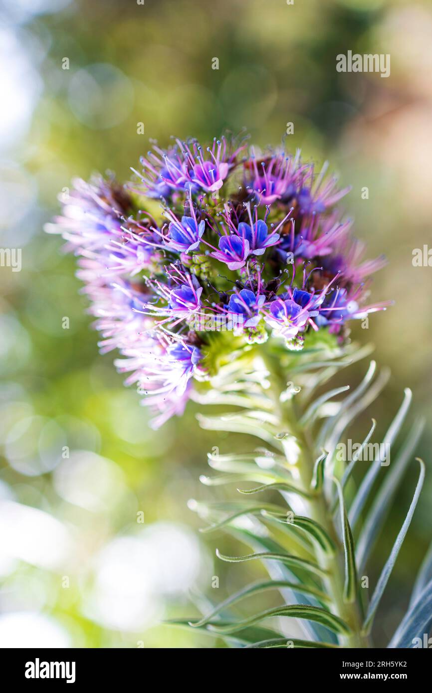 Echium candicans, the Pride of Madeira, is a species of flowering plant ...